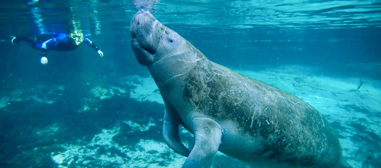 Zwemmen met manatees in Florida: hier vind je zeekoeien - TheStates.nl